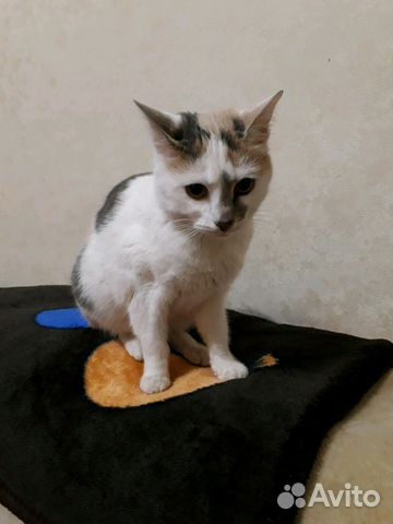 Милая кошечка