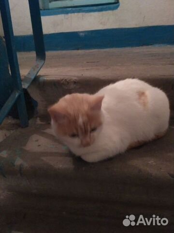 Потеряшка ищет дом