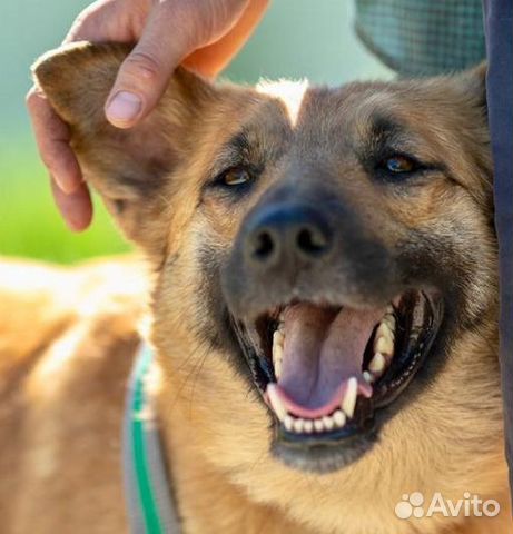 Красавица Кира ждёт свою семью