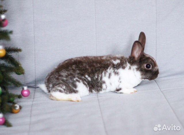 Карликовые рексики