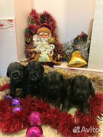 Лучший подарок на нг Щенки Миттельшнауцера