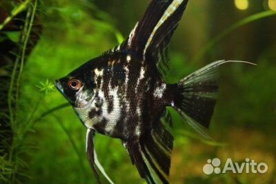 Скалярии, золотые рыбки, улитки, гуппи