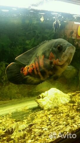 Цихлида. Астронотус 23 см