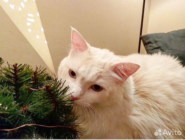 Регдолл, крем биколор