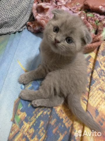 Малыши-крепыши ищут дом