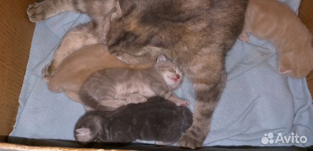 Шотландские котята