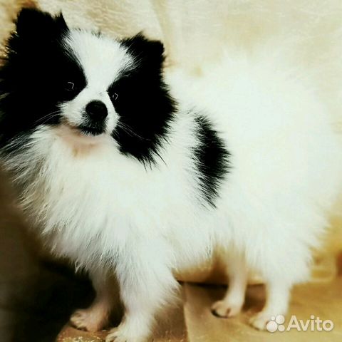 Щенки помиранского шпица