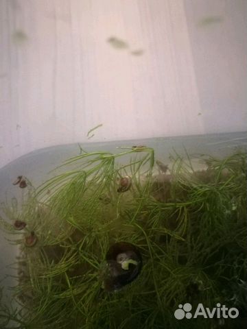 Улитки катушки