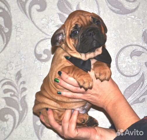 Настоящий француз