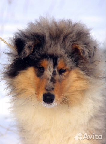 Щенки колли - мальчики