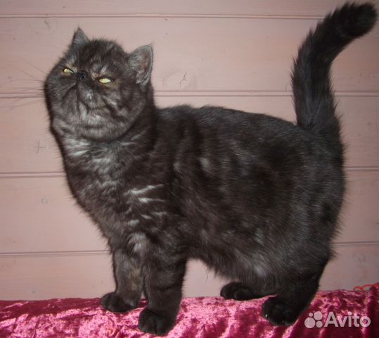 Котик экзотик черный дым