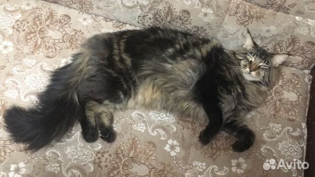 Мейн-Кун