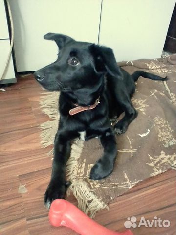 Потомственные дворянки в добрые руки