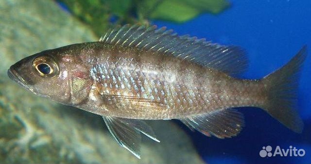 Васильковый Хаплохромис (Василёк)