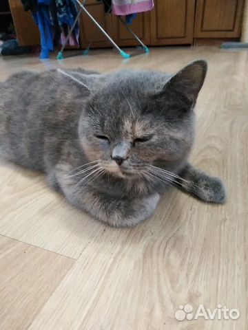 Кошка шатландская