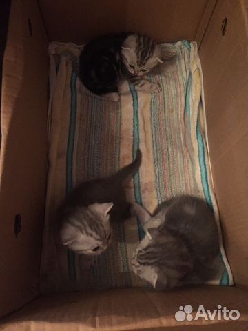 Котята