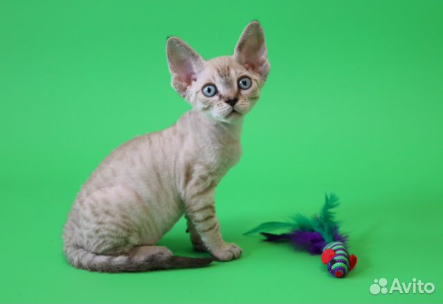 Голубоглазый минк девон-рекс