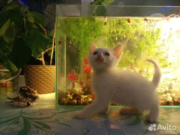 Белый котенок