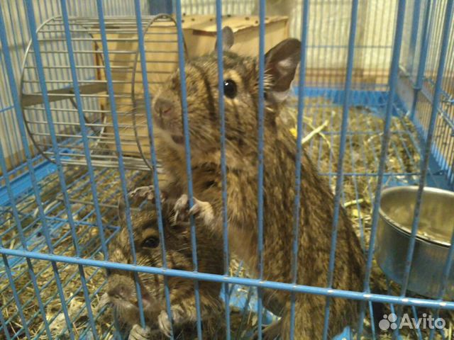 Дегу с клеткой