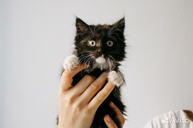 Котенок девочка Мэри