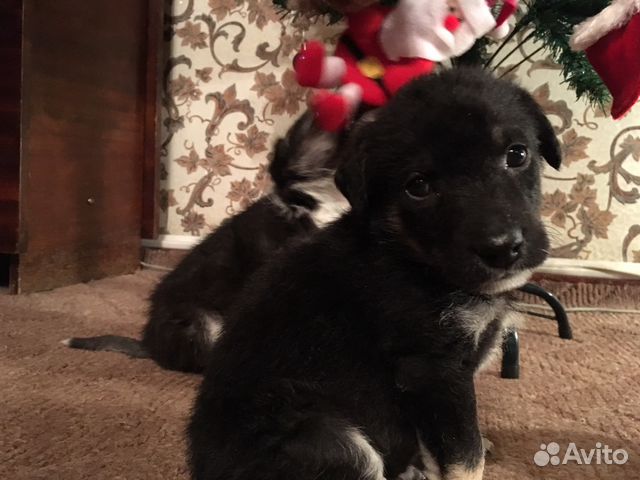 Помесь сенбернара