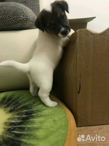 Джек Рассел терьер