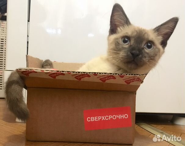 Кот в хорошие руки