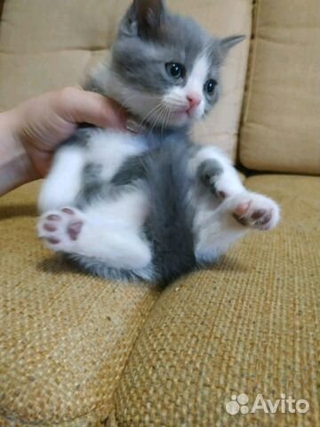 Котенок британец