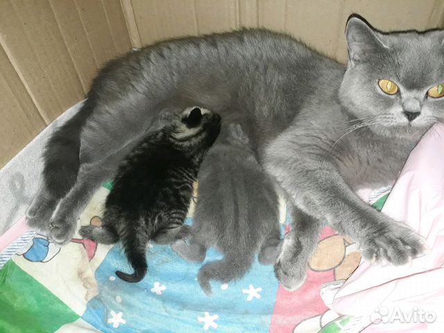 Шотландские крошки