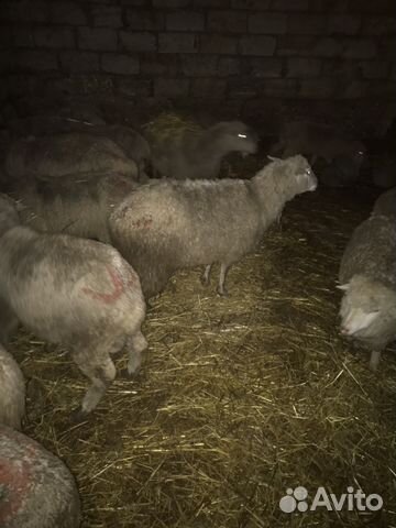 Овцы, барашки