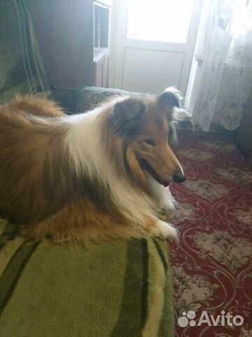 Шикарный колли приглашает на вязку