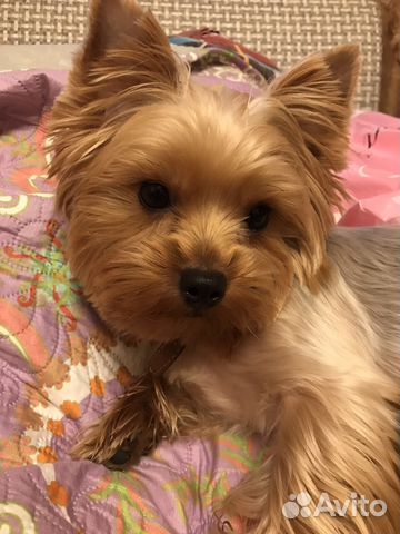 Йоркширский терьер