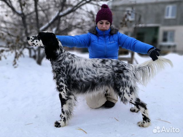 Подрощенная элитная девочка английского сеттера