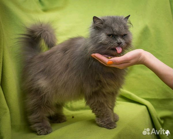 Хельгун