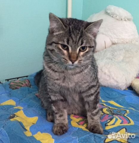 Котенок Сима