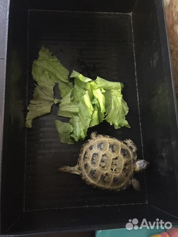 Сухопутная черепашка
