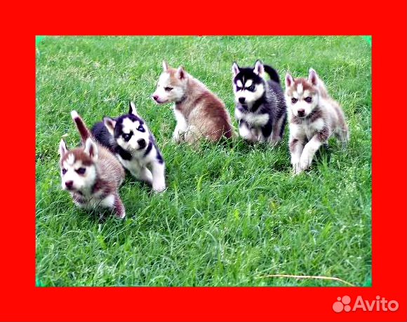 Родословные щенки сибирская хаска с документами