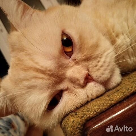 Породистый котик в дар