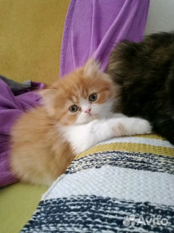 Девочка экзотка