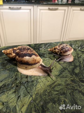Домашние улитки