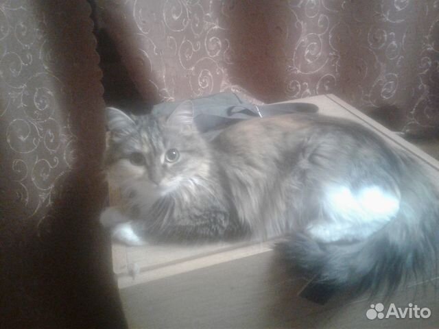 Кошечка в добрые руки