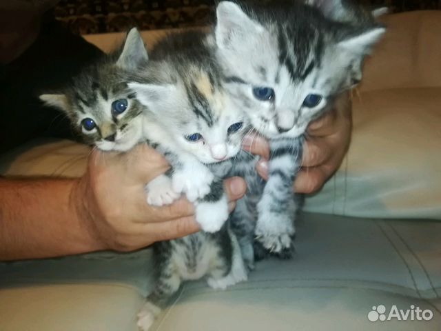 Милые ктята