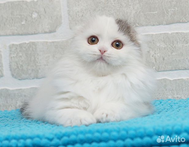 Шотландская вислоухая девочка