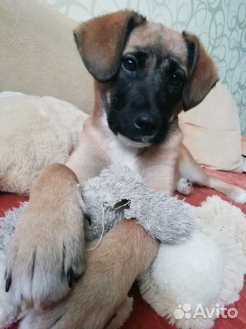 Щенок в добрые руки