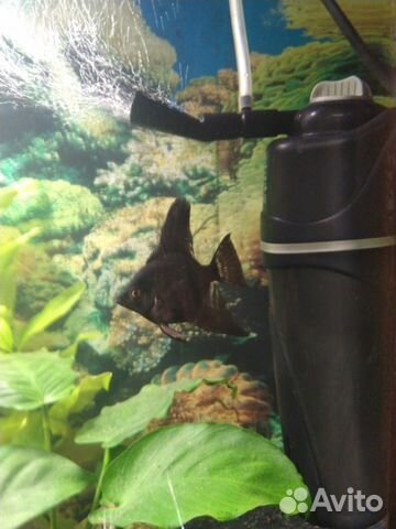 Скалярии черные 2 шт. отдам бесплатно