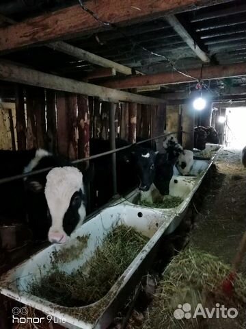 Бычки и тёлки