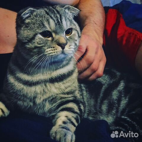 Шотландский вислоухий жених