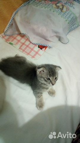 Котенок шотландский вислоухий