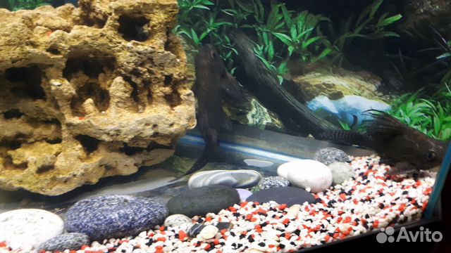 Продам рыб