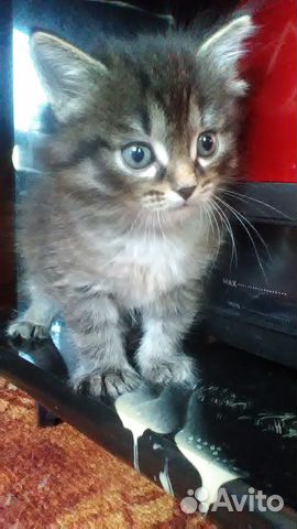 Отдам котика